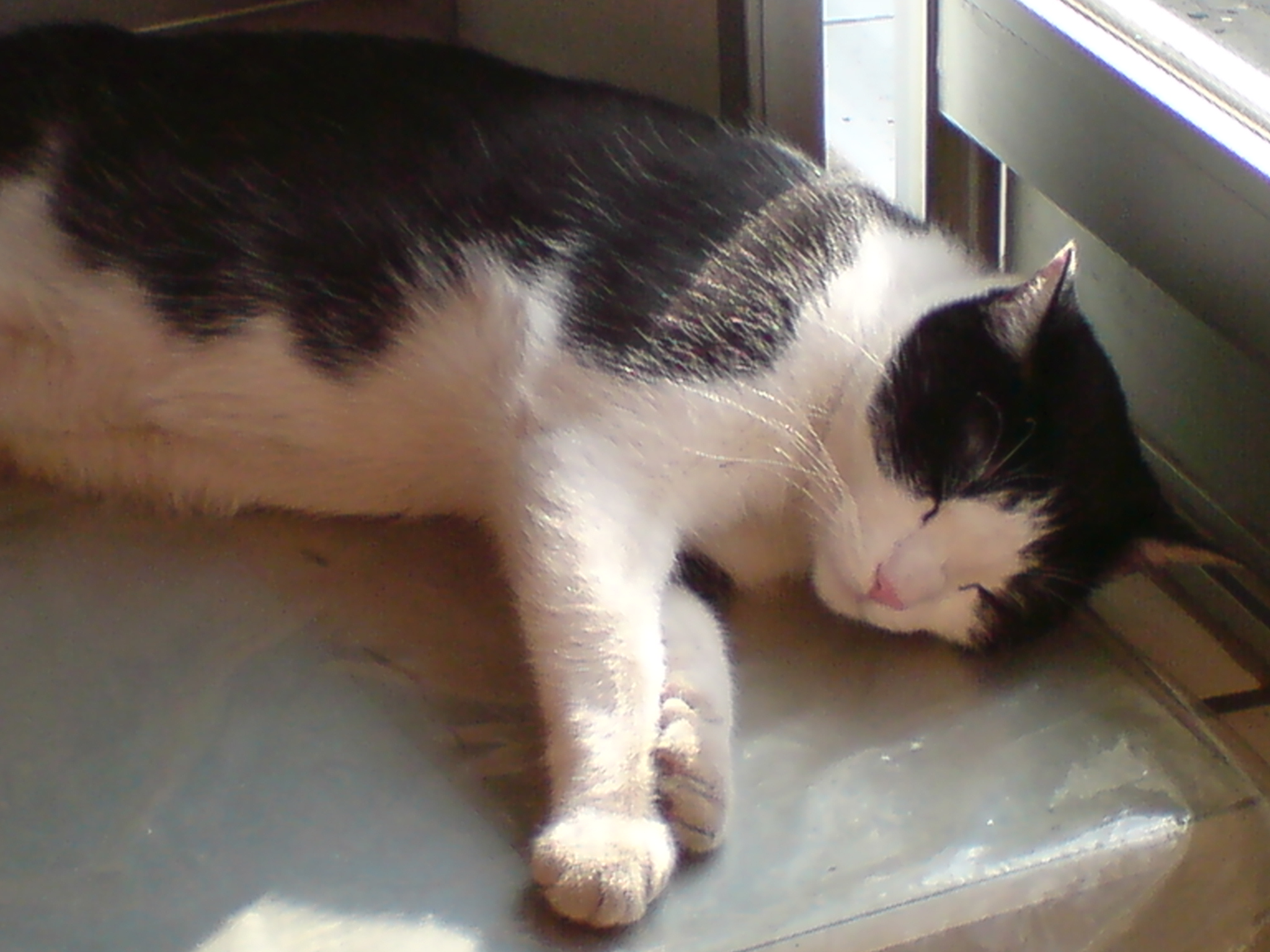 ¿CÓMO SABER SI TU GATO ESTA ENFERMO? – Hospital Veterinario